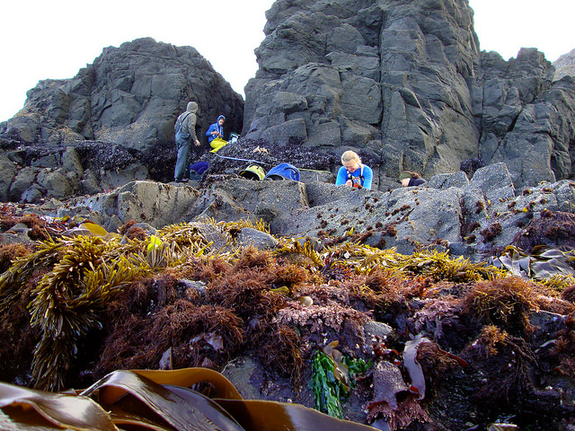 Field Biodiversity Sampling Assignment Overview - Marine Population ...